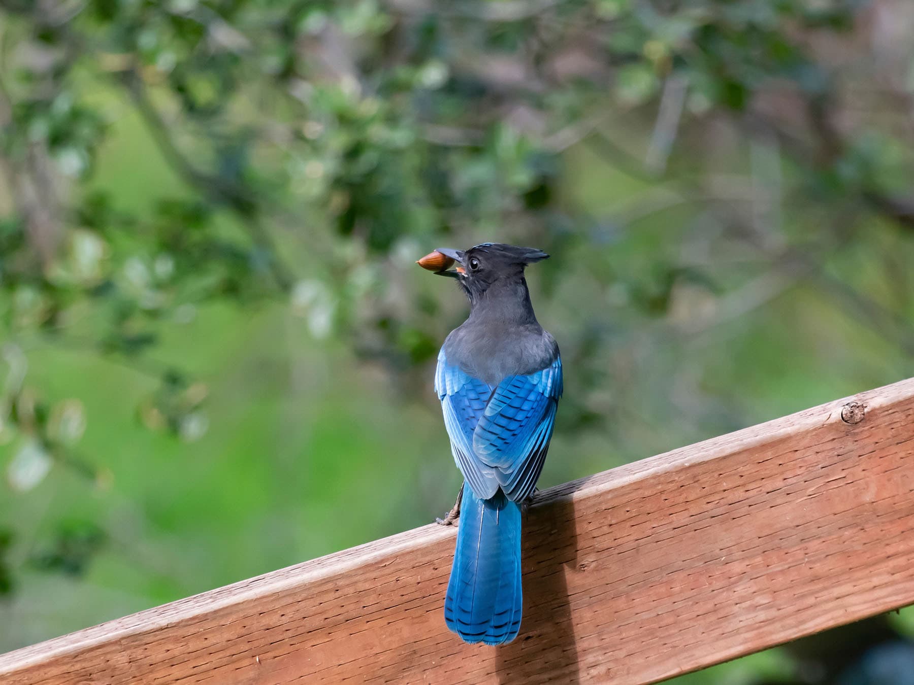 Female Steller's Jays (Male vs Female Identification Guide) | Birdfact