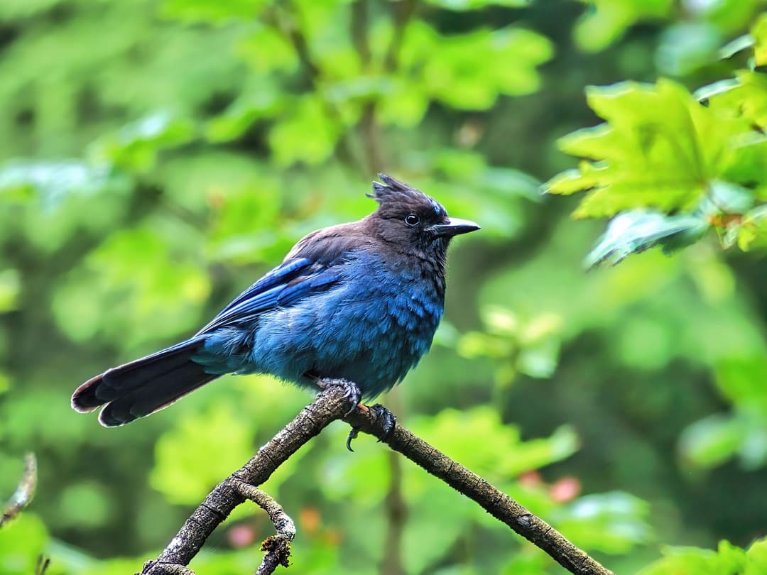 Female Steller's Jays (Male vs Female Identification Guide) | Birdfact