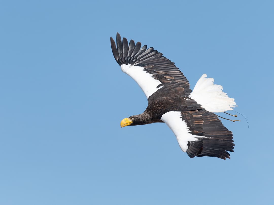 What is a Group of Eagles Called? | Birdfact