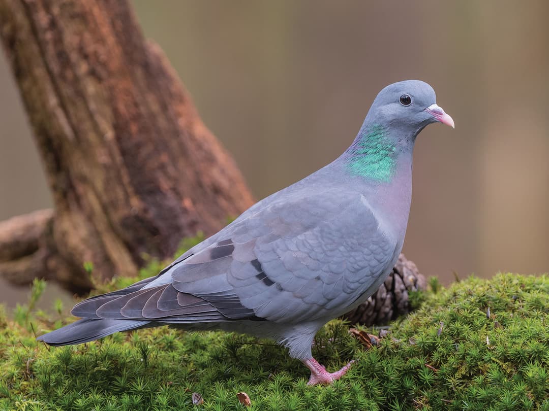 Stock Dove | Birdfact
