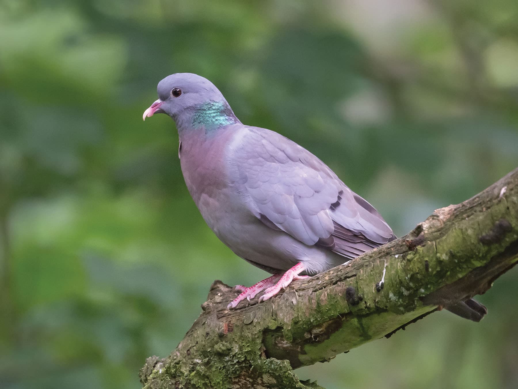 Stock Dove | Birdfact