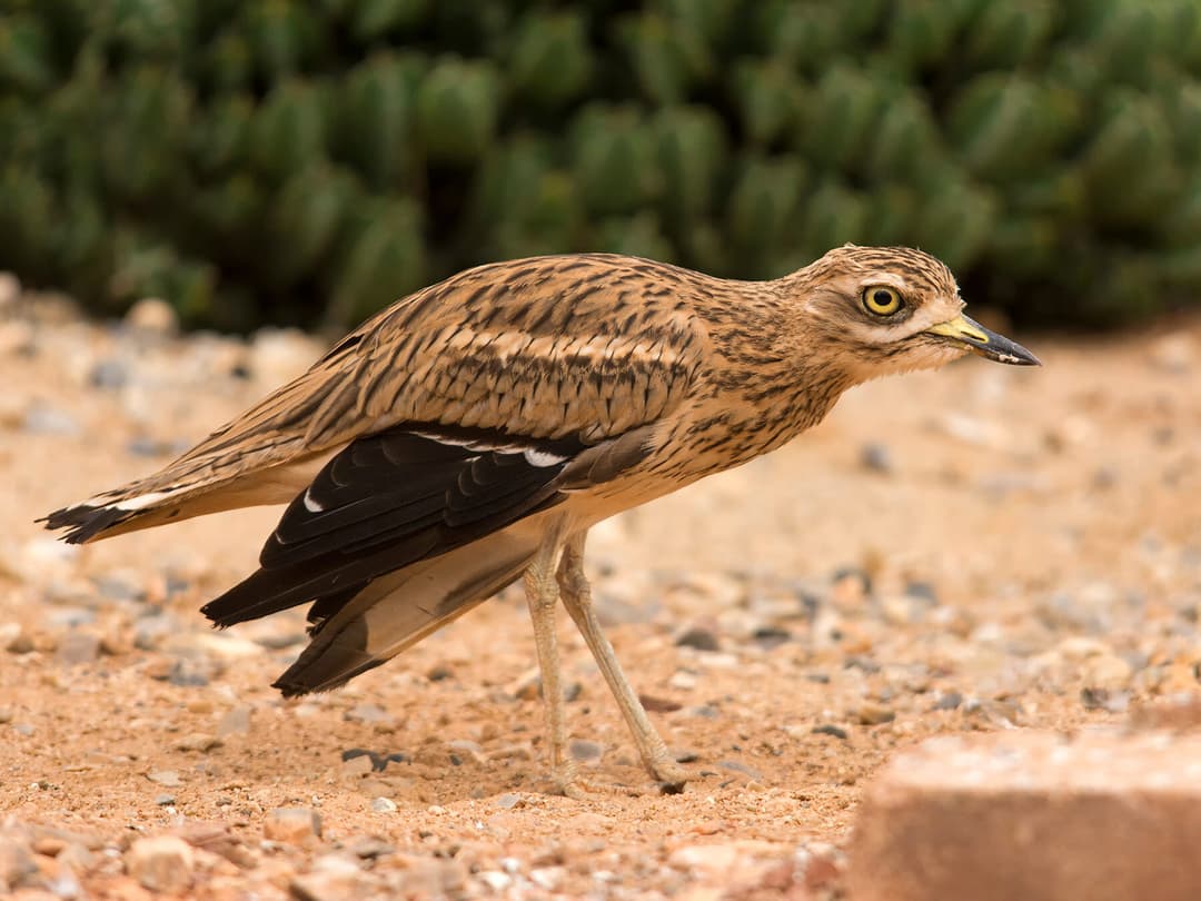 Eurasian Stone-curlew | Birdfact