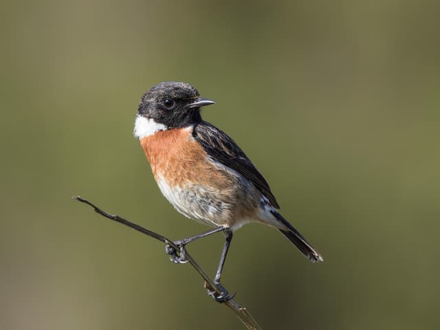 Stonechat | Birdfact