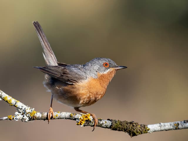 Subalpine Warbler | Birdfact