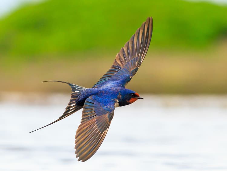 Spring Migration in the UK: A Continental Journey Home | Birdfact