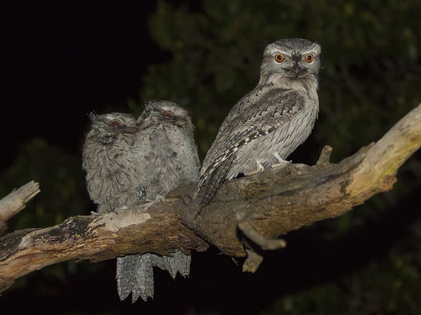 Tawny Frogmouth Chicks (Complete Guide with Pictures) | Birdfact