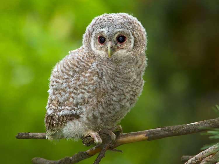 Baby Owls: All You Need To Know (with Pictures) | Birdfact