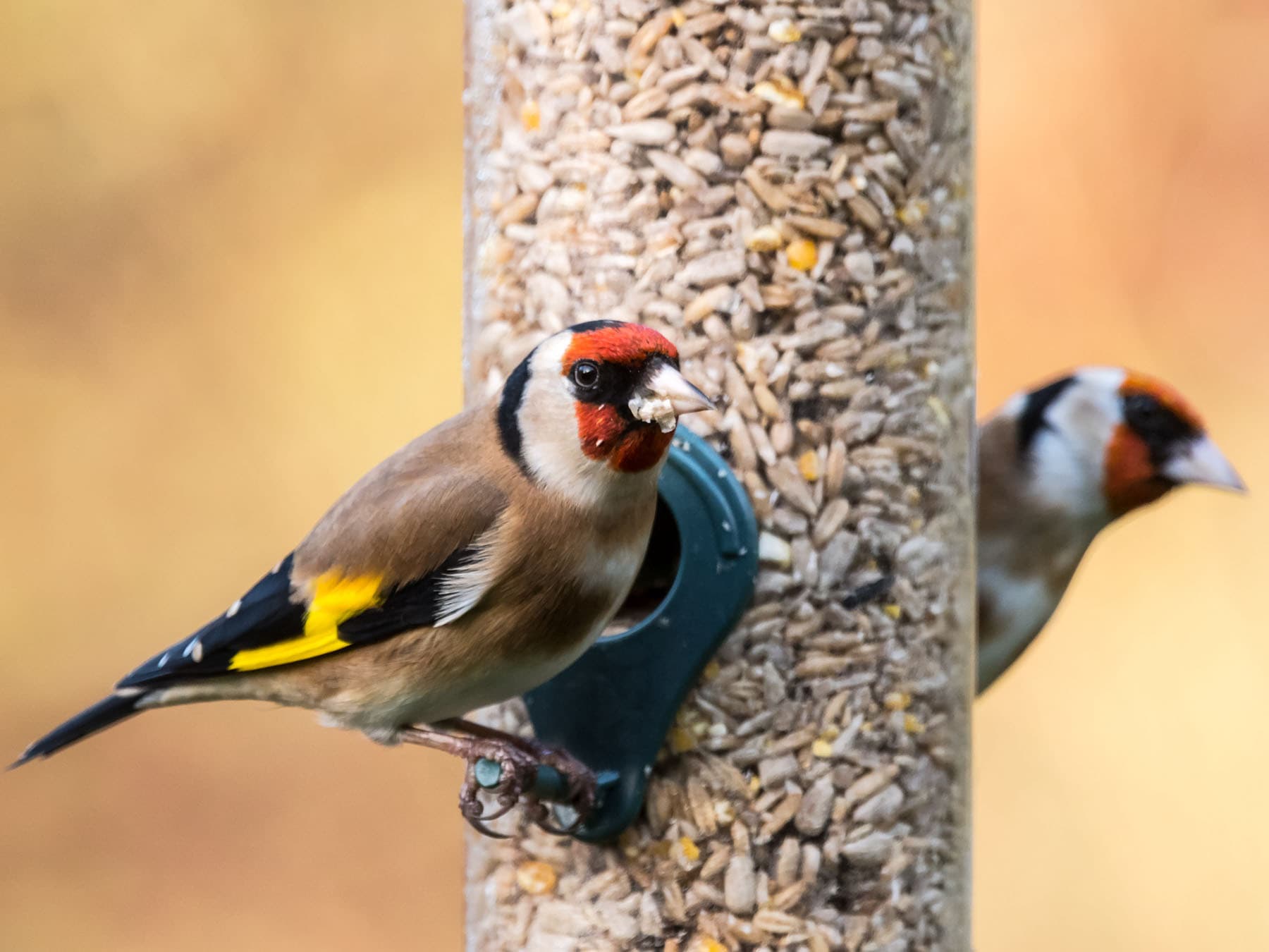 the role of gizzards | Birdfact