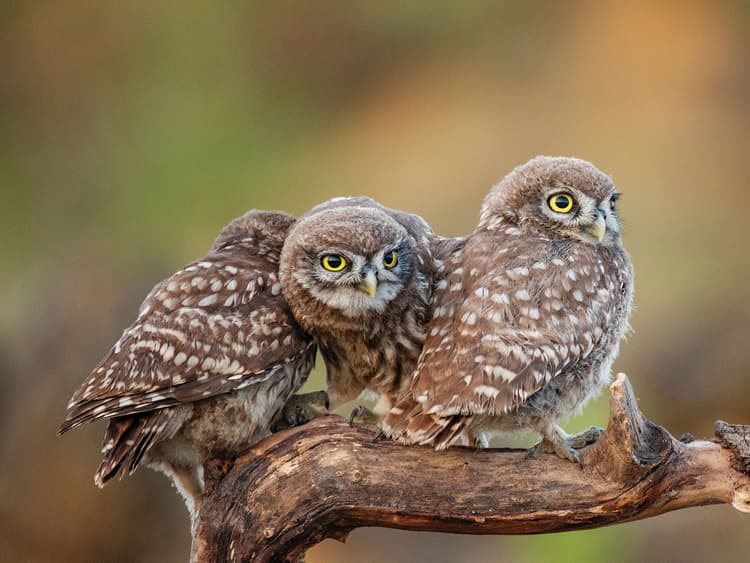Little Owl | Birdfact