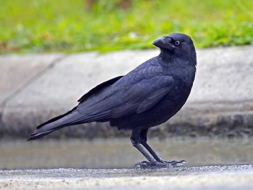 How Long Do Crows Live? Lifespan of Different Crow Species | Birdfact
