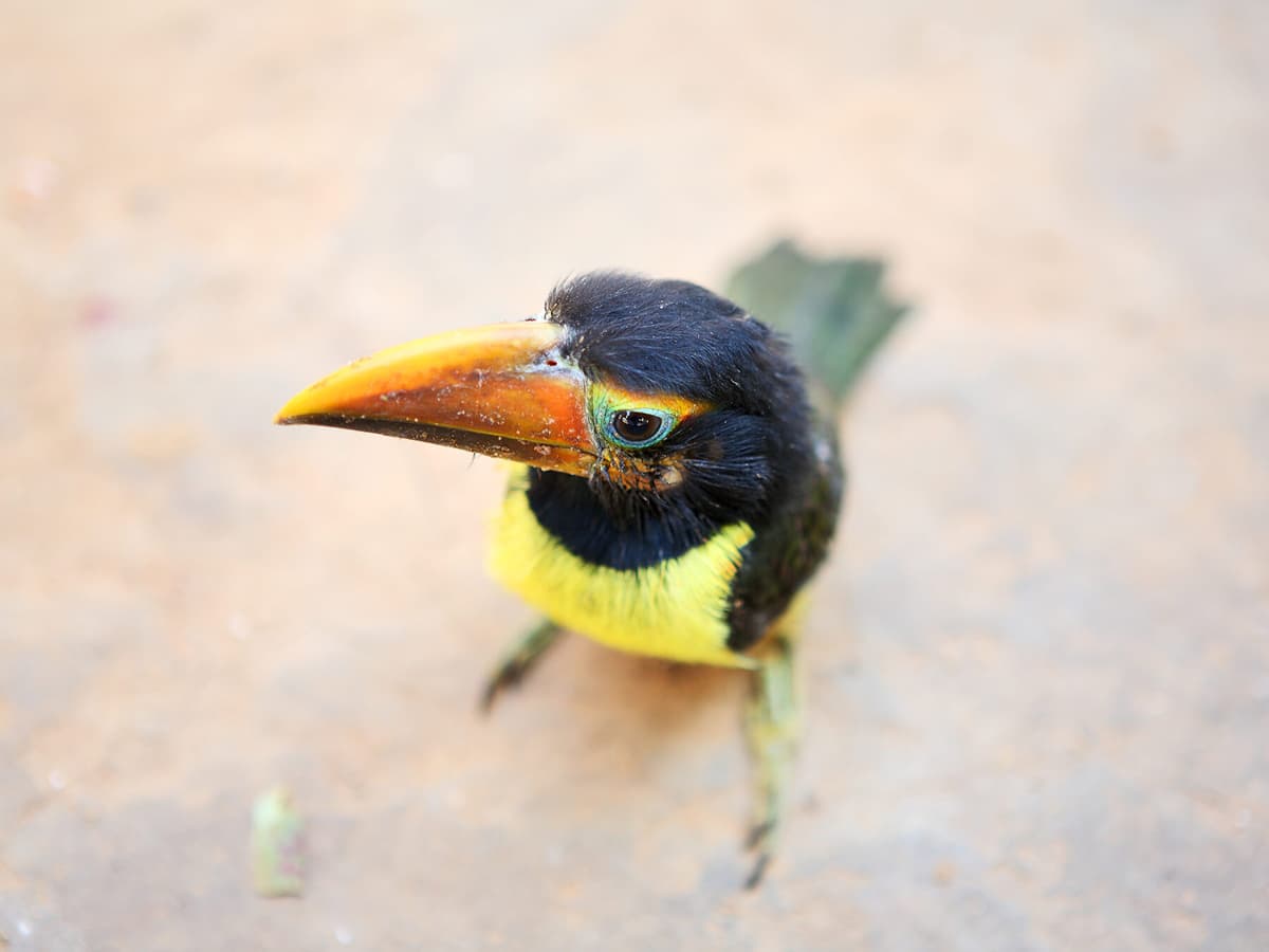 Baby Toucans: All You Need to Know (with Pictures) | Birdfact