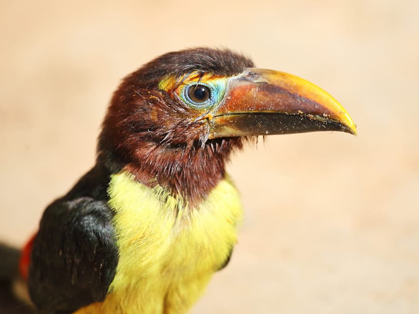 Baby Toucans: All You Need to Know (with Pictures) | Birdfact
