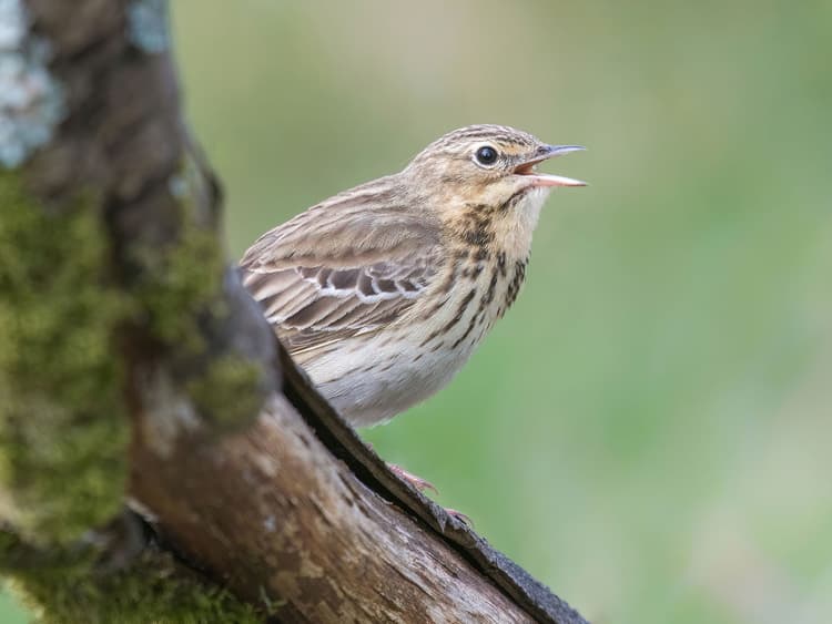 Tree Pipit | Birdfact