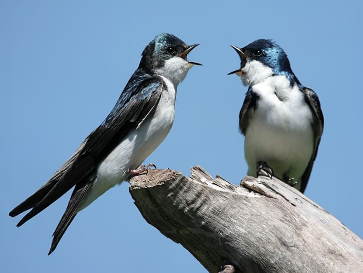breeding season physiology of birds | Birdfact