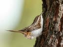 Treecreeper | Birdfact