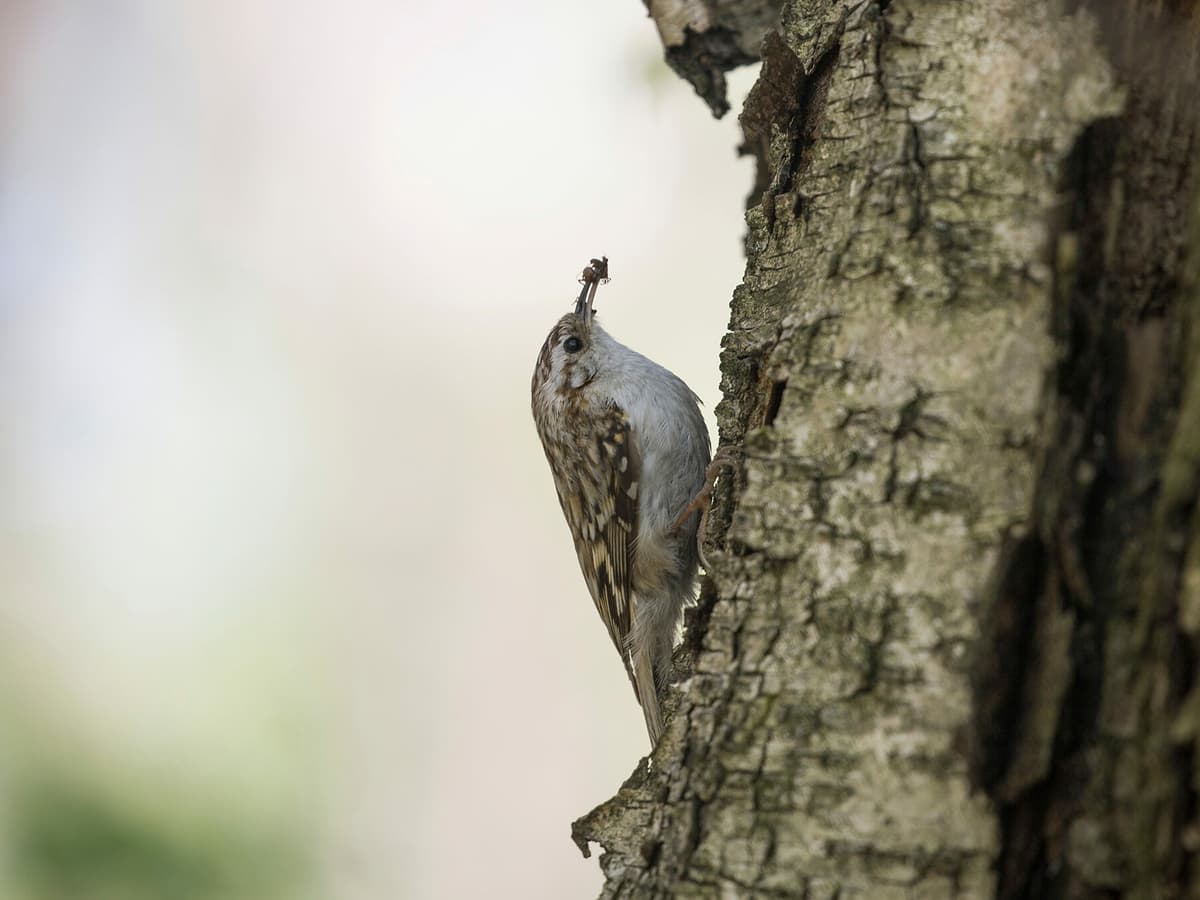 Treecreeper | Birdfact
