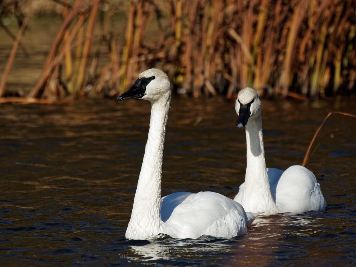 Do Swans Migrate? (All You Need To Know) | Birdfact