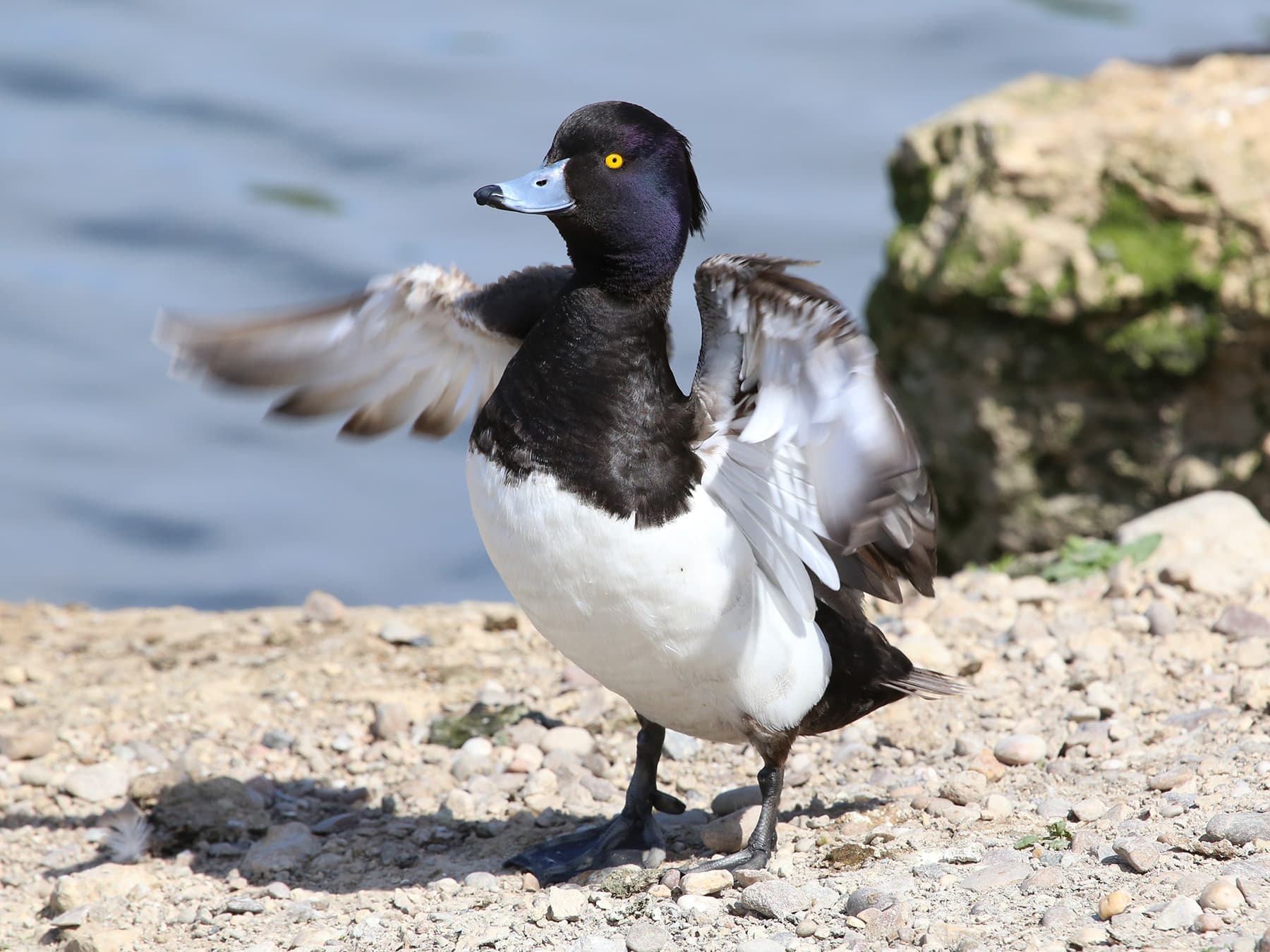 Tufted Duck | Birdfact