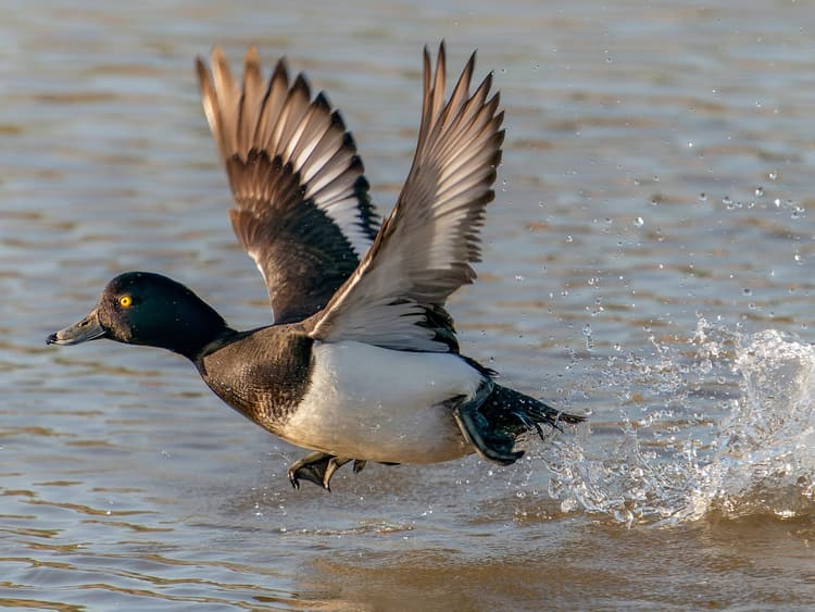 Tufted Duck | Birdfact