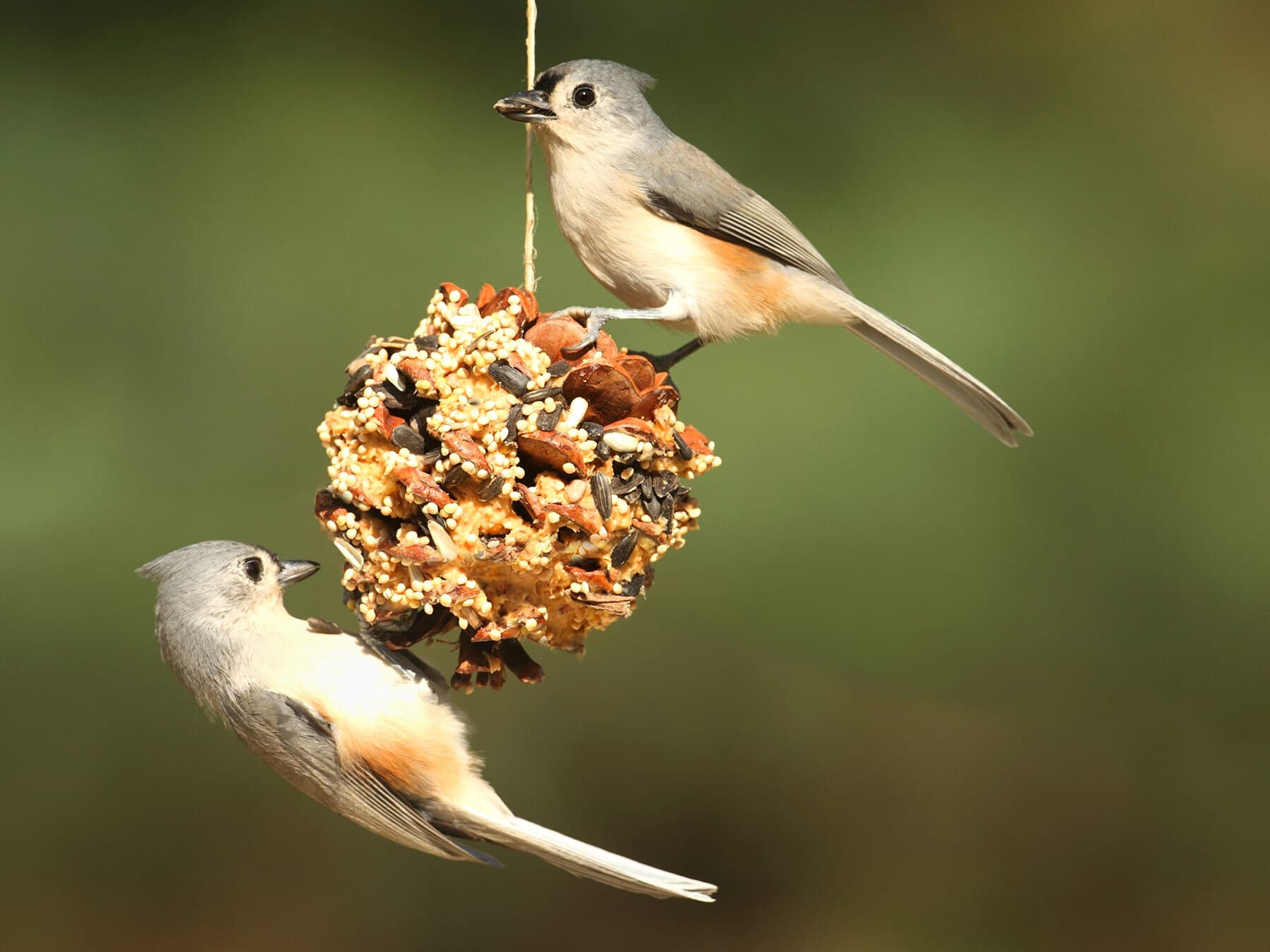 Female Tufted Titmouse (How to Identify vs Male) | Birdfact