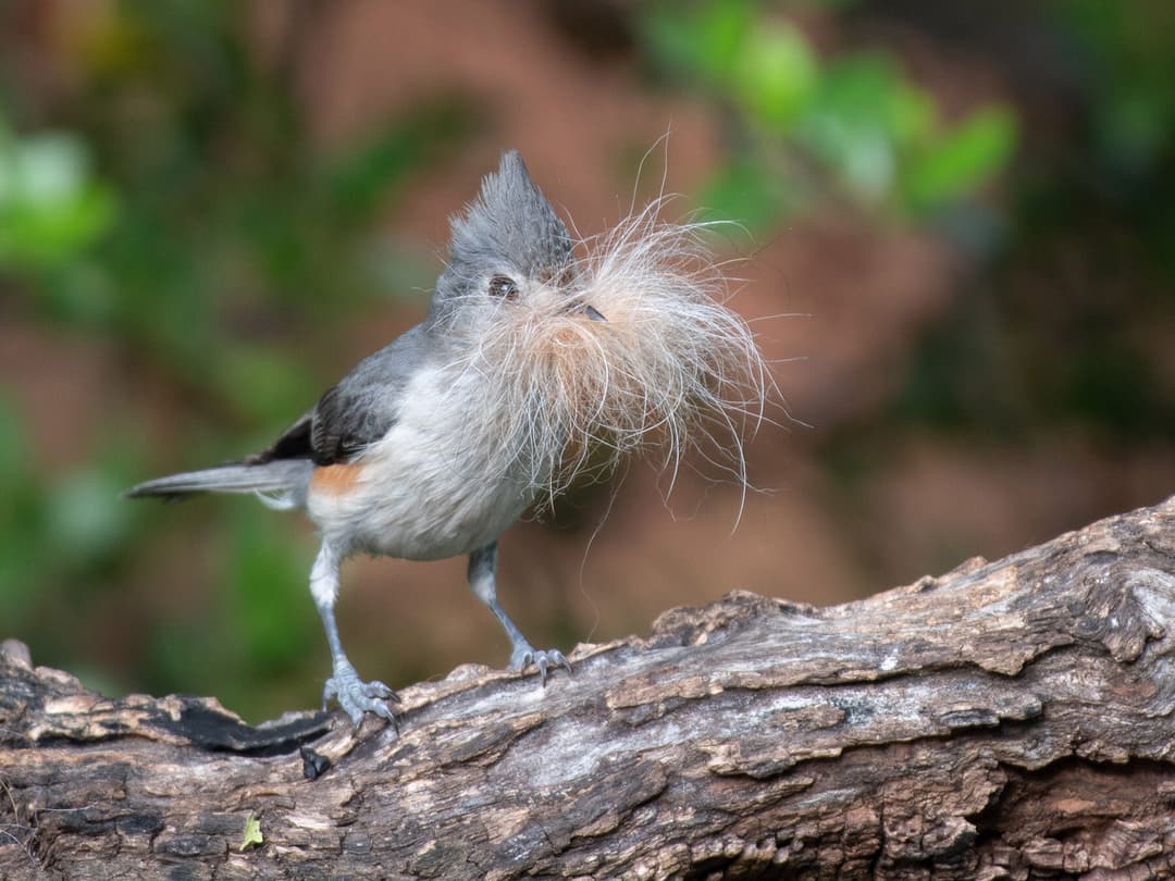 Female Tufted Titmouse (How to Identify vs Male) | Birdfact