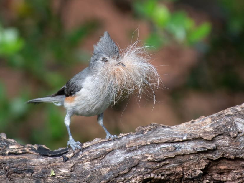 Female Tufted Titmouse (How to Identify vs Male) | Birdfact