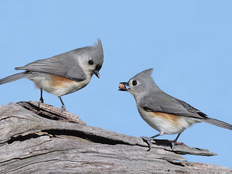 Female Tufted Titmouse (How to Identify vs Male) | Birdfact