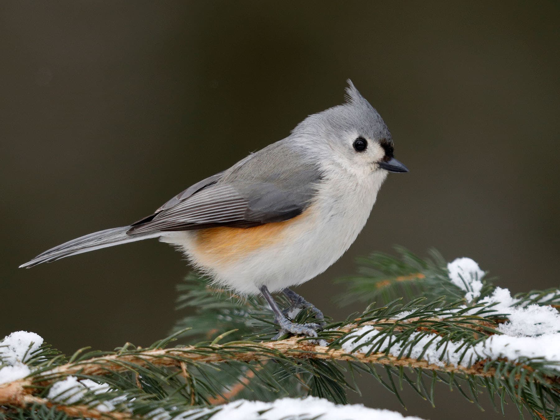 Tufted Titmouse | Birdfact
