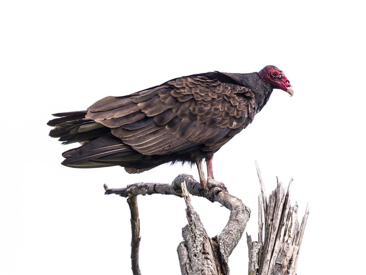 How Long Do Turkey Vultures Live? | Birdfact