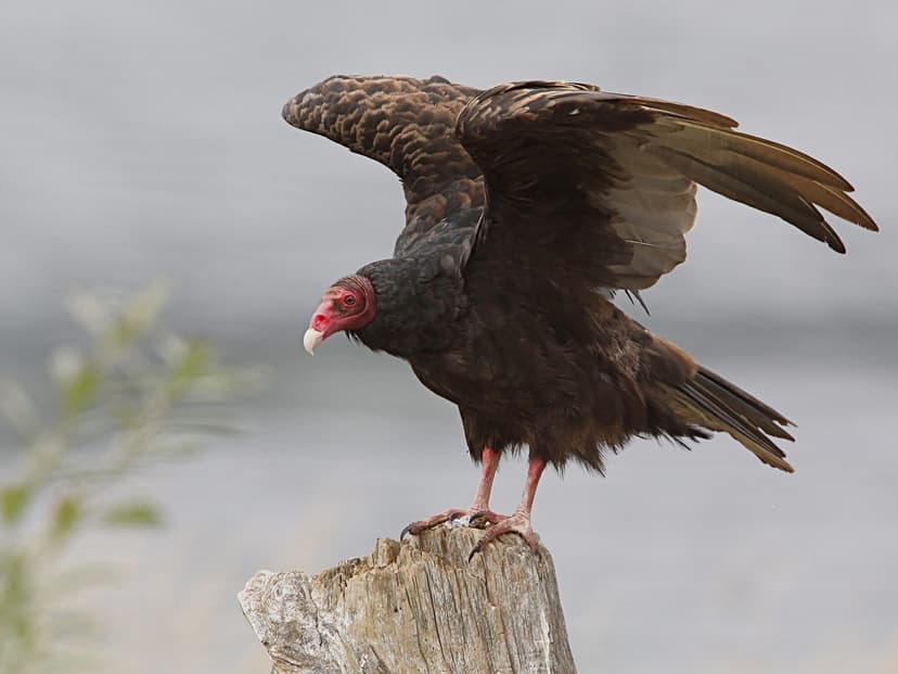 Turkey Vulture Migration: A Complete Guide | Birdfact