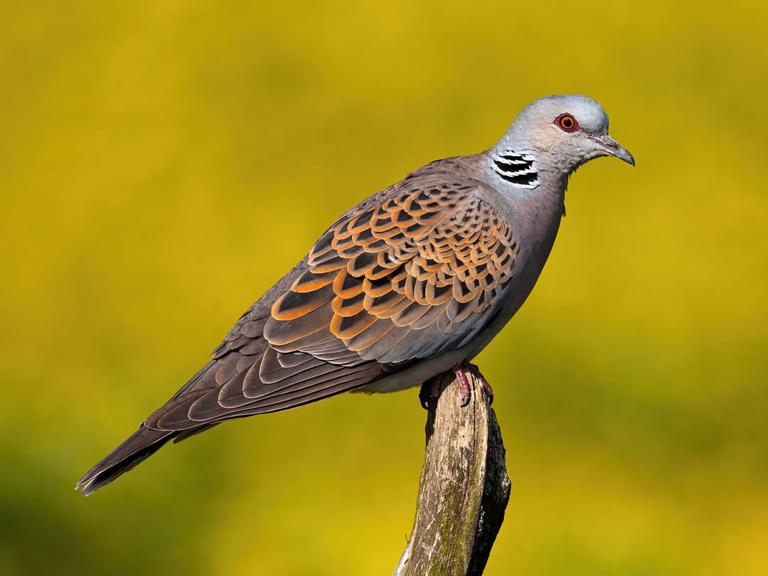 European Turtle-dove | Birdfact