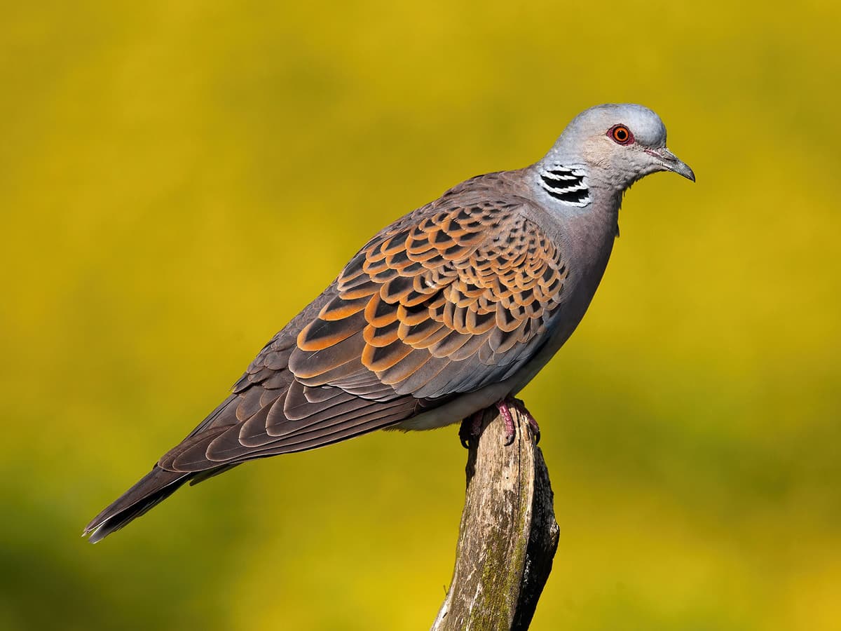 European Turtle-dove | Birdfact