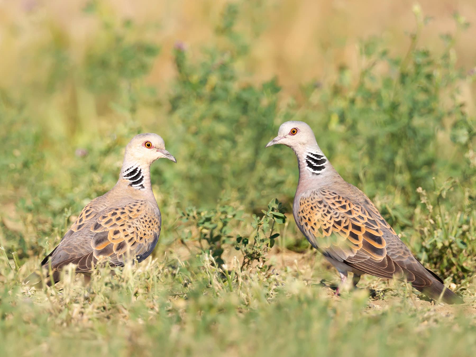 European Turtle-dove | Birdfact