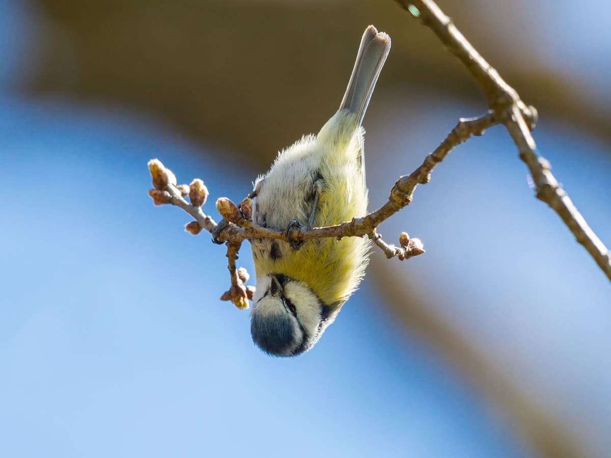Tit Birds in the UK: Species Guide | Birdfact