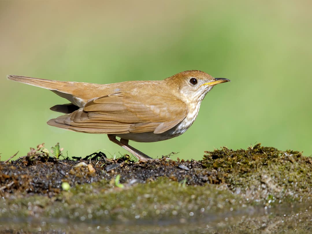 Veery | Birdfact