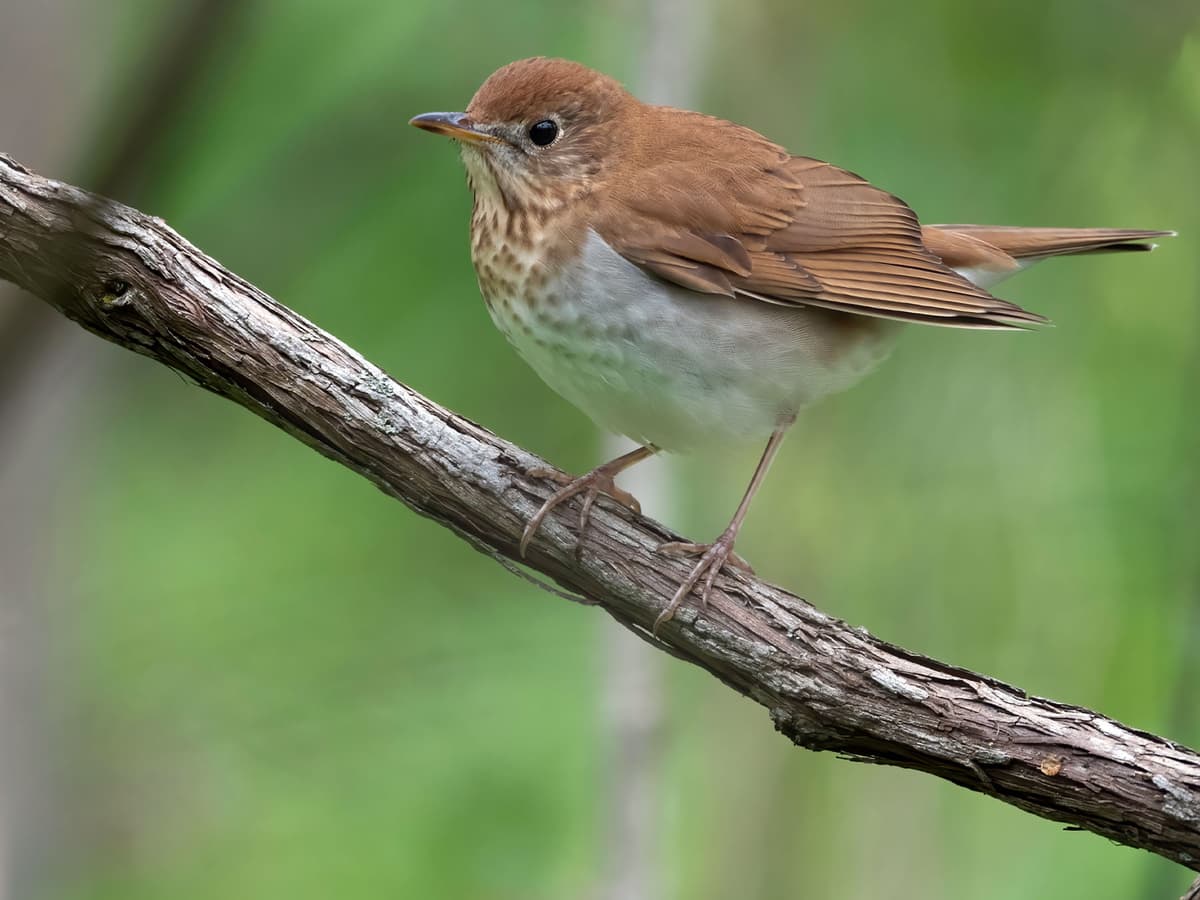Veery | Birdfact