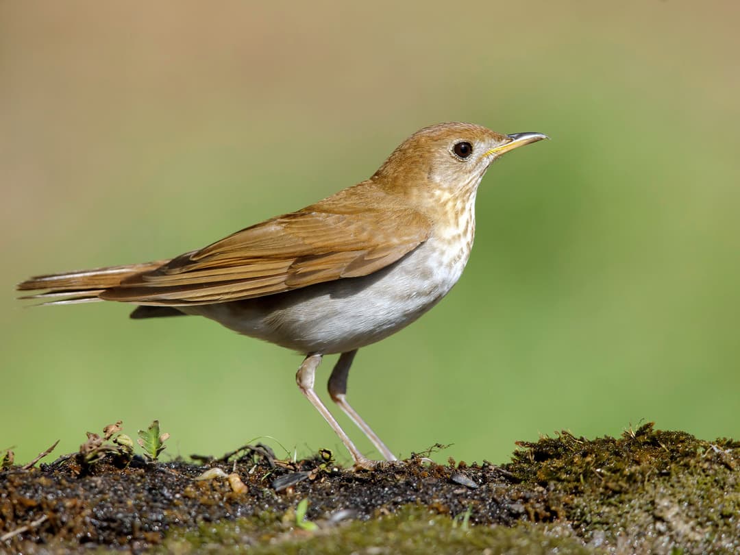 Veery | Birdfact