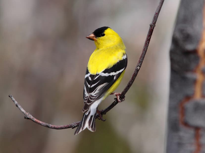 Are Birds Warm Blooded Or Cold Blooded? | Birdfact