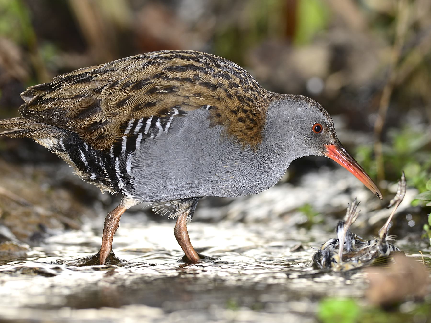 Water Rail | Birdfact