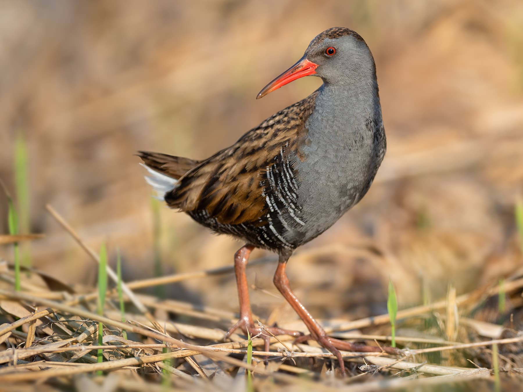 Water Rail | Birdfact