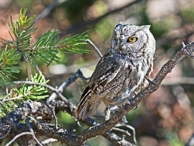 Arizona's 13 Owl Species: A Complete Guide | Birdfact