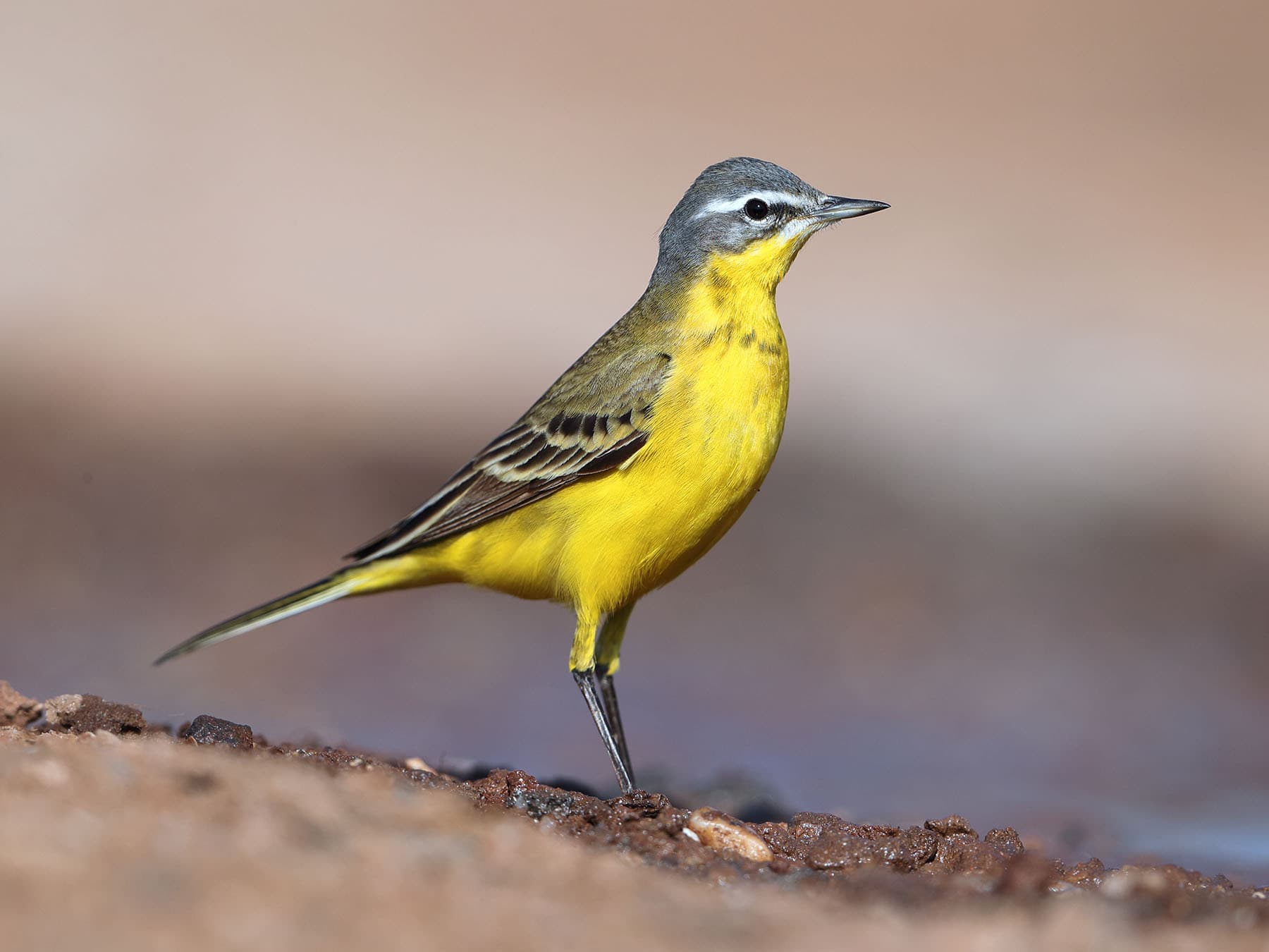 Yellow Birds In The UK (Complete Guide with Pictures) | Birdfact