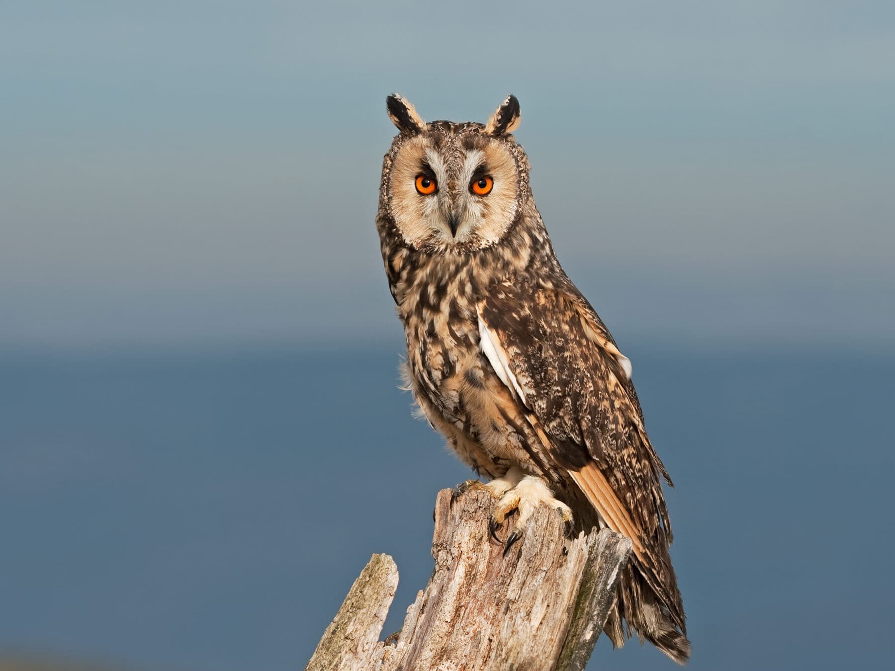 Owls in the UK (Full Guide with Pictures) | Birdfact