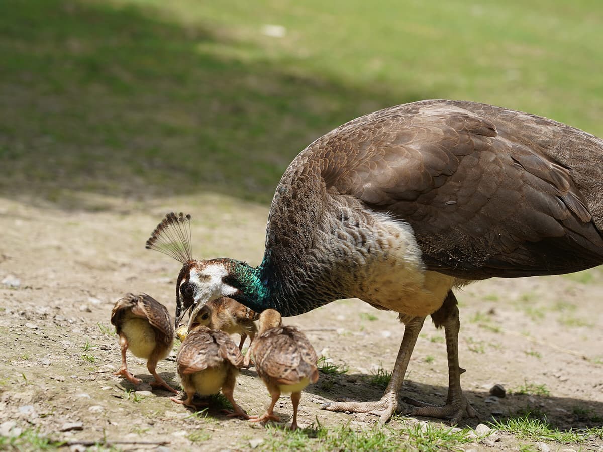 Baby Peacocks: All You Need To Know (with Pictures) | Birdfact