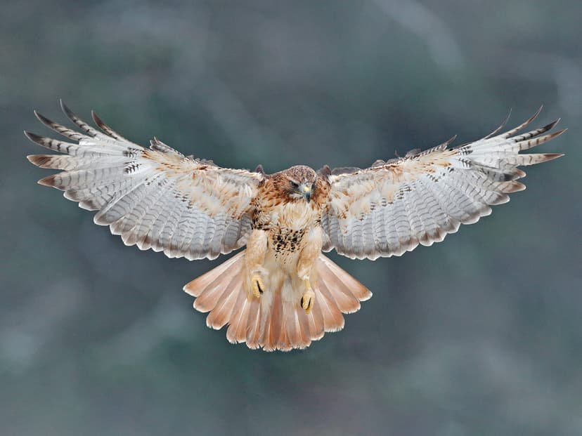 What Do Hawks Eat? A Complete Guide to Raptor Diets | Birdfact