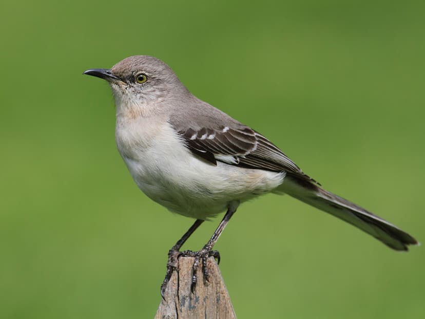 What Do Mockingbirds Eat? | Birdfact
