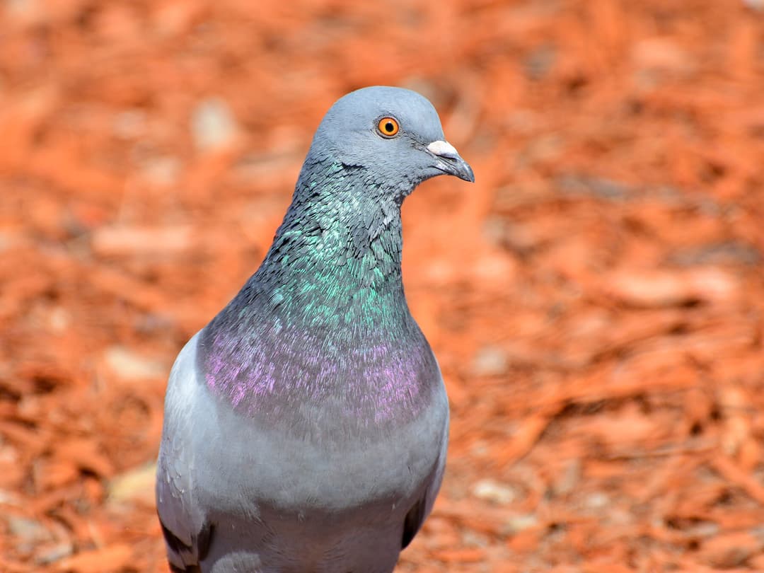 How Long Do Pigeons Live? Insights into Their Life and Longevity | Birdfact