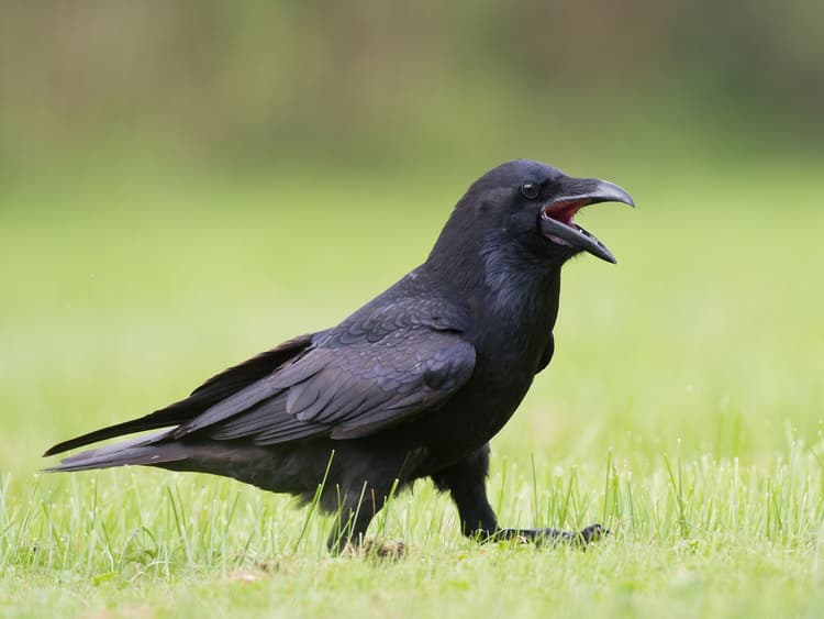 What Do Ravens Eat? (Common Raven Diet) | Birdfact