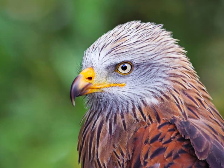 What Do Red Kites Eat? Diet, Hunting & Feeding Habits Explained | Birdfact