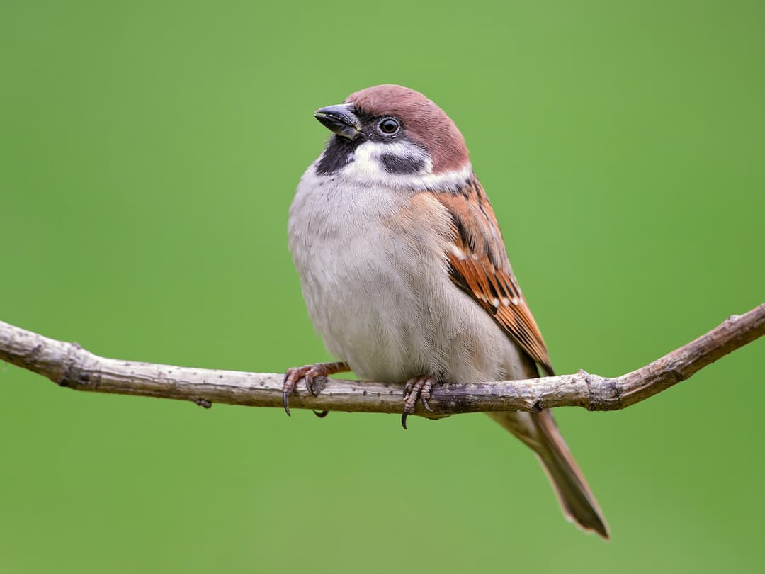 What Do Sparrows Eat? (Complete Guide) | Birdfact